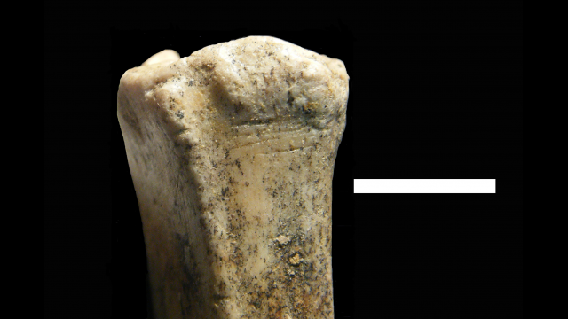 Earliest Archaeological Evidence of Human Ancestors Hunting and ...