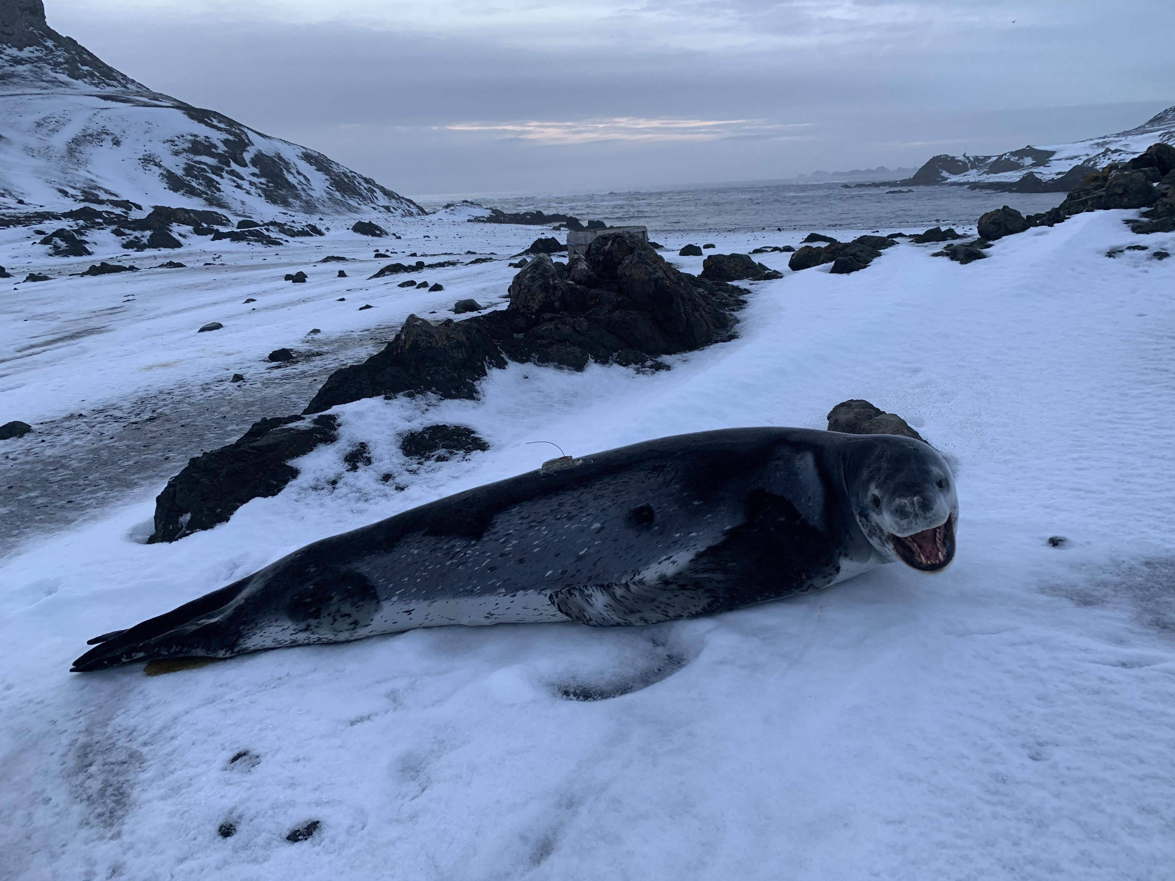 Research Team Provides Novel Baseline Data on Leopard Seals, the ...